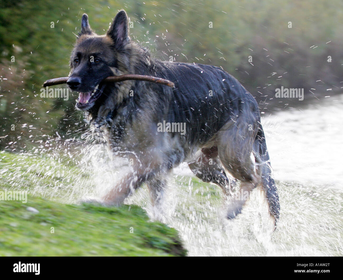 An alsation with a stick coming out of the water Stock Photo - Alamy