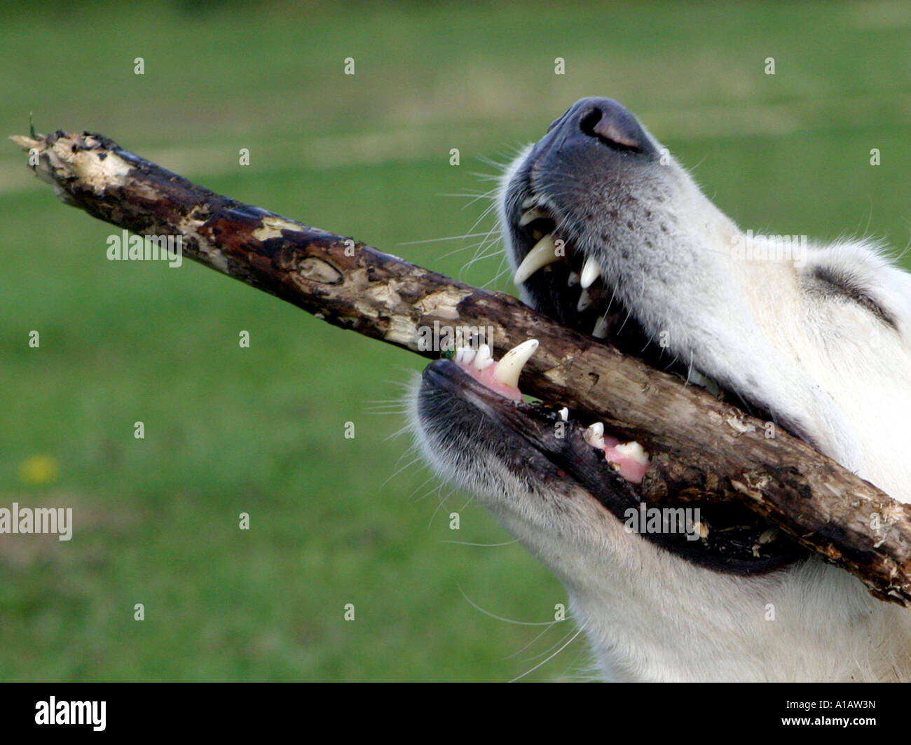A golden labrador chewing on a stick Stock Photo - Alamy