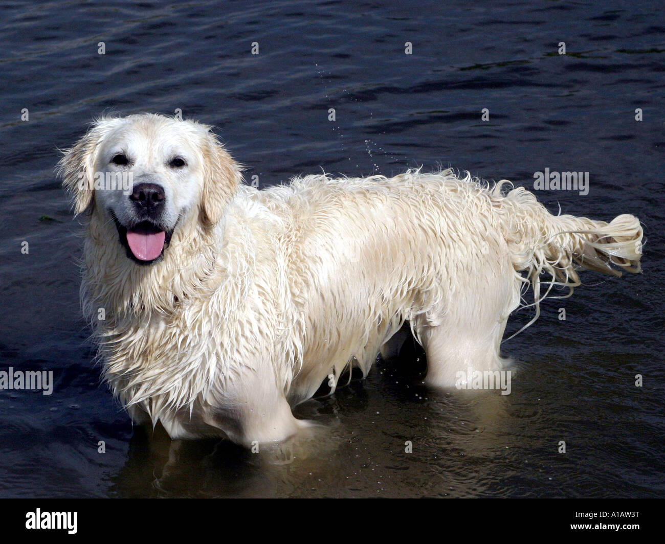 A golden labrador in the water Stock Photo - Alamy