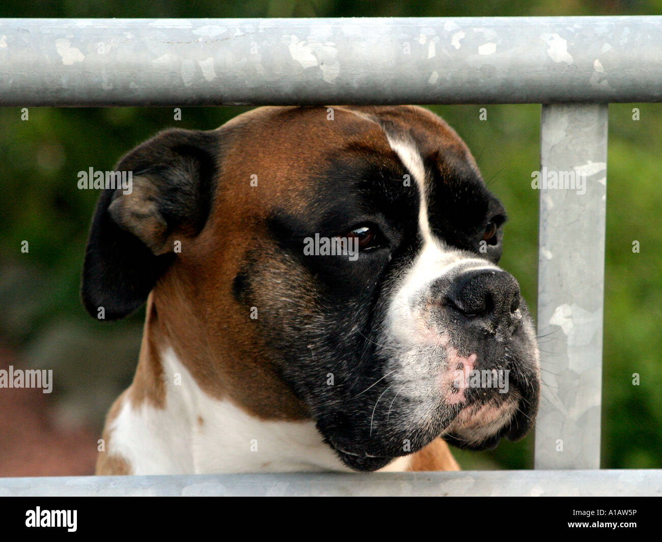 A boxer dog looking from inside a gate Stock Photo - Alamy