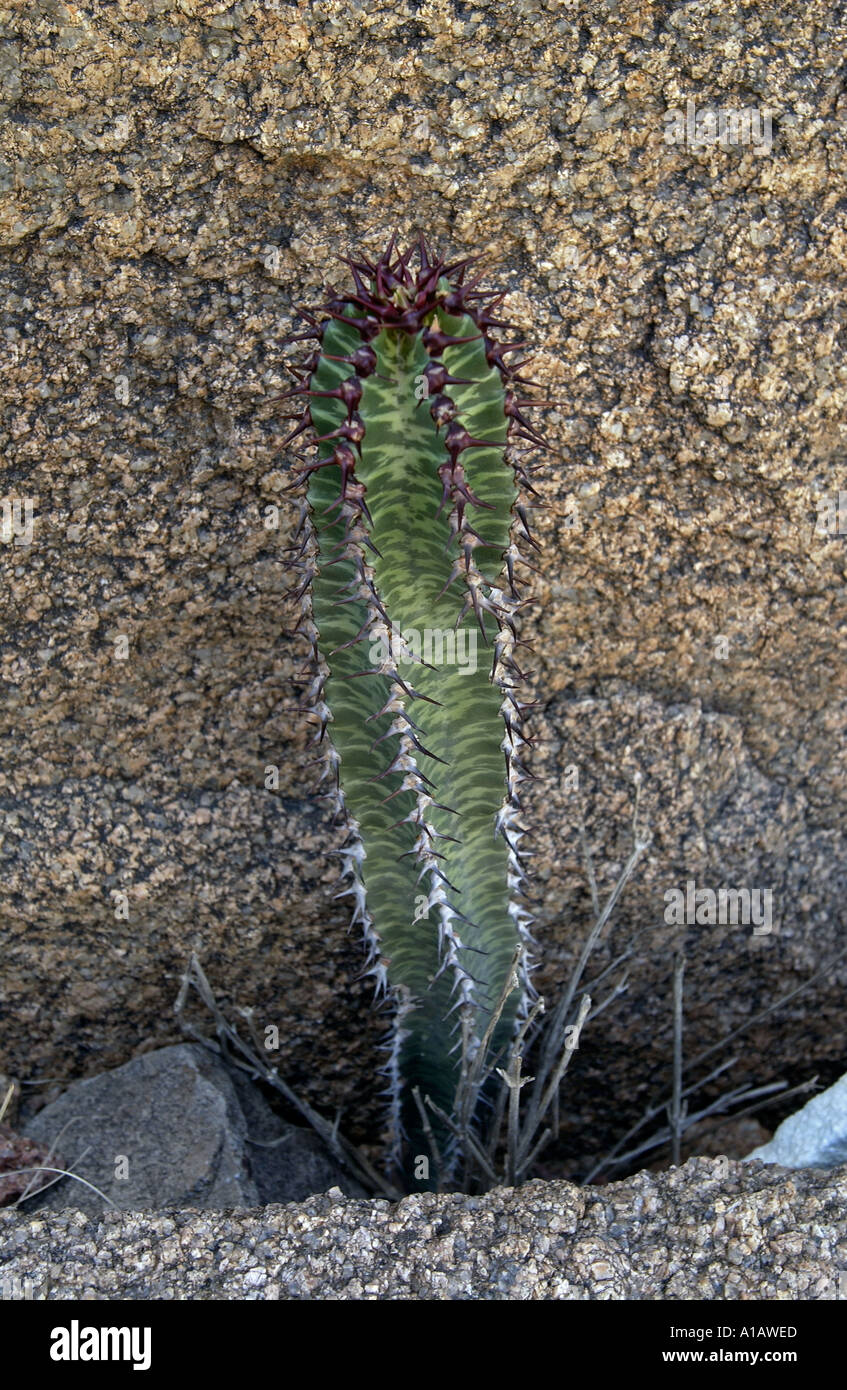 Sierra Euphorbia Cactus Saudi Arabia Middle East Stock Photo - Alamy