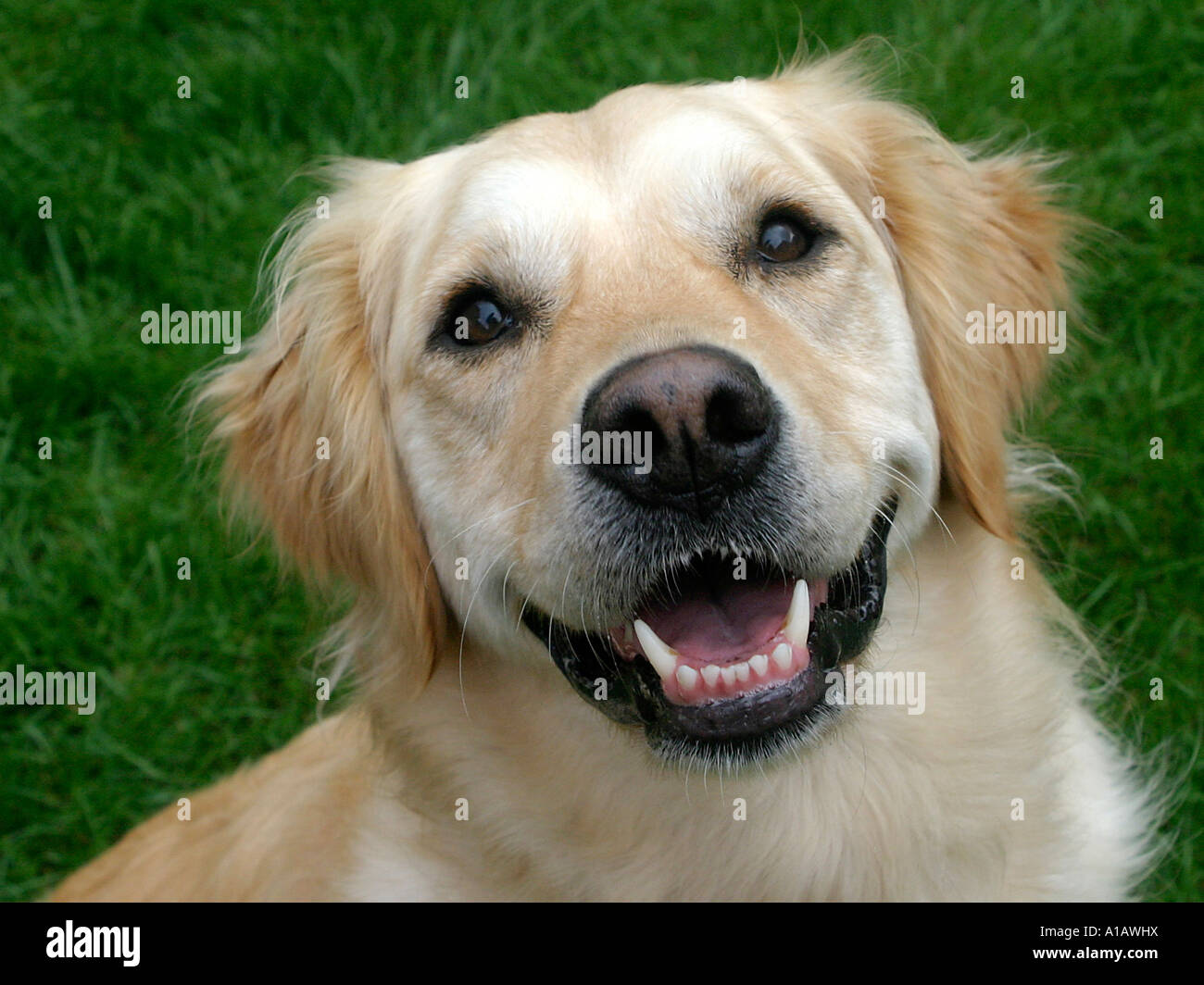 The face of a golden labrador Stock Photo - Alamy
