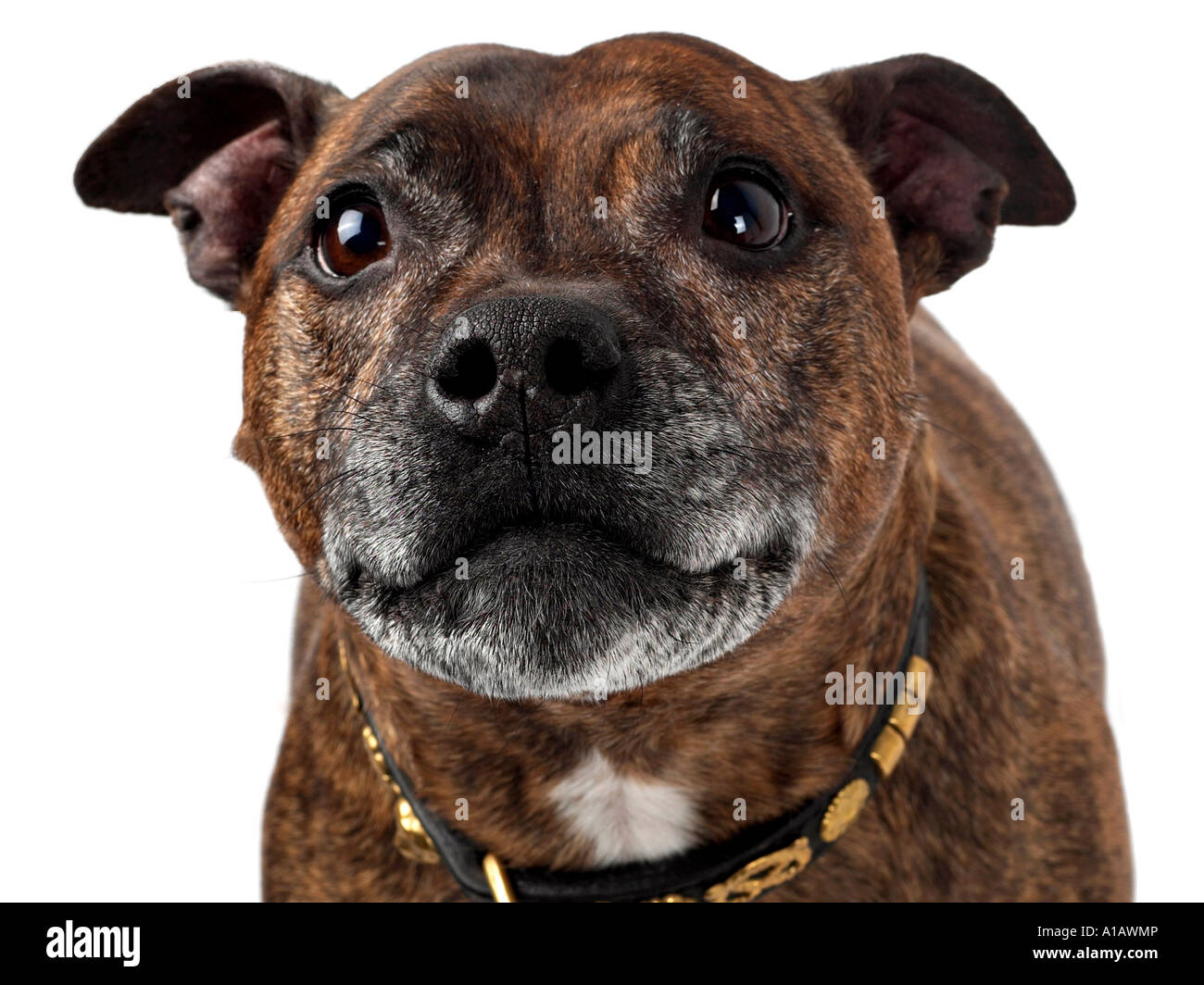 A portrait of a staffordshire bull terrier Stock Photo - Alamy