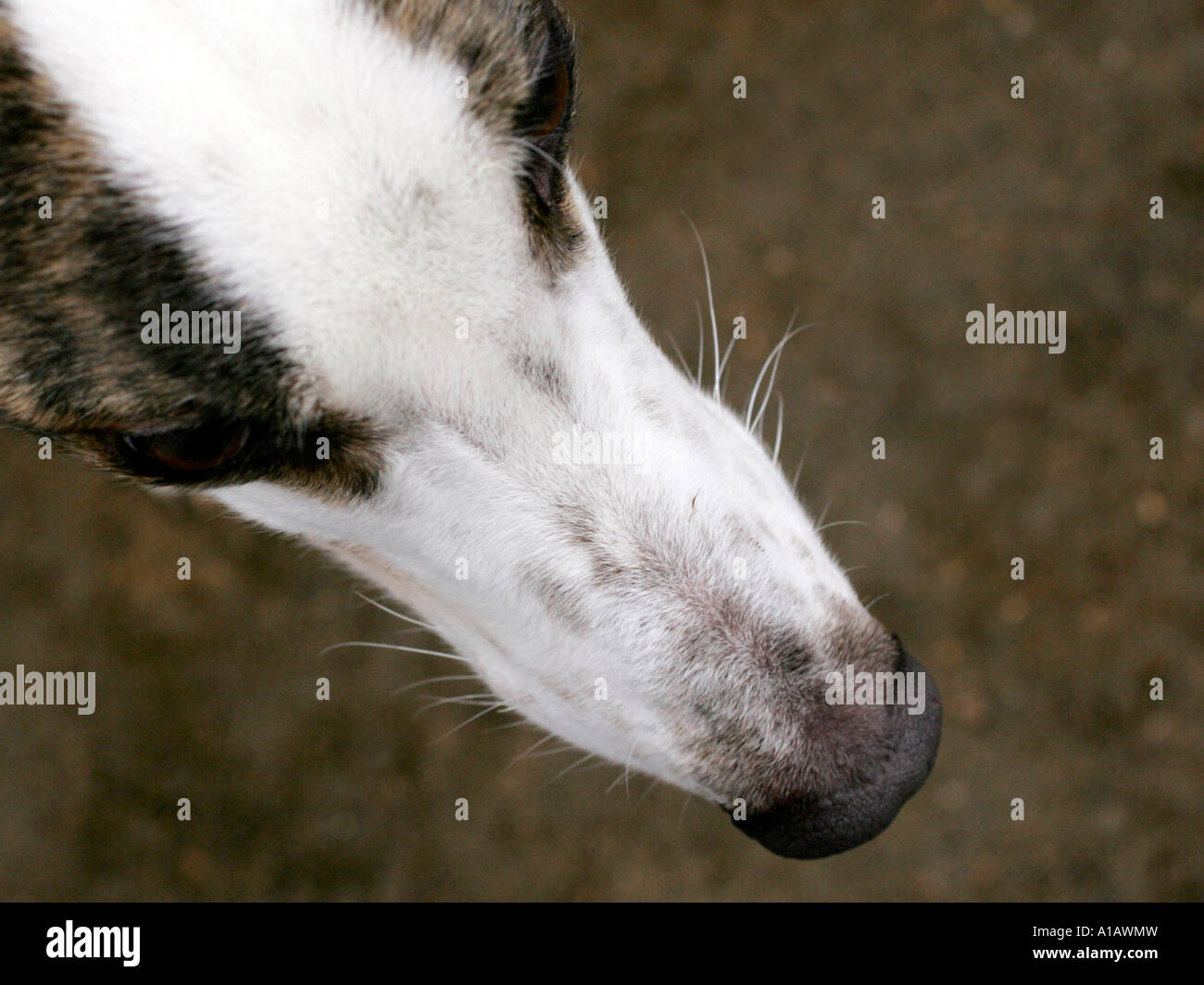 A nose of a greyhound shot from above Stock Photo - Alamy