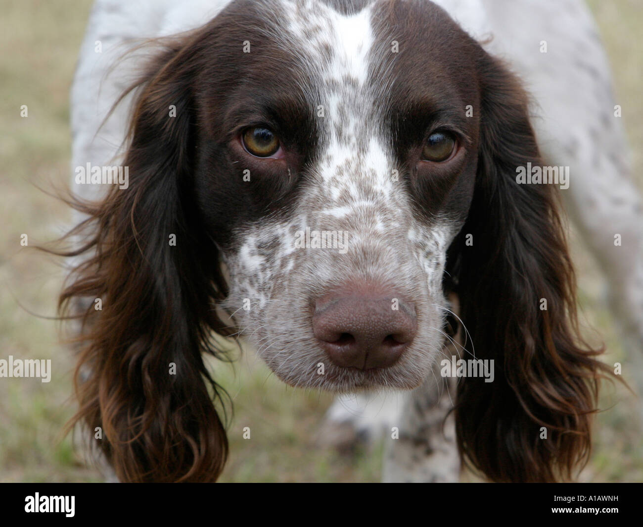 A portrait of a springer spaniel Stock Photo - Alamy