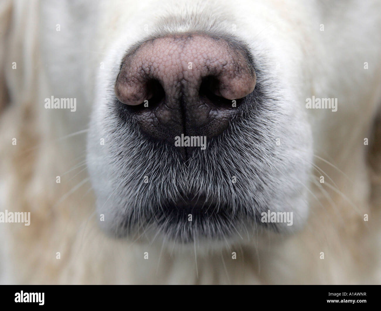 The nose of a golden labrador Stock Photo - Alamy