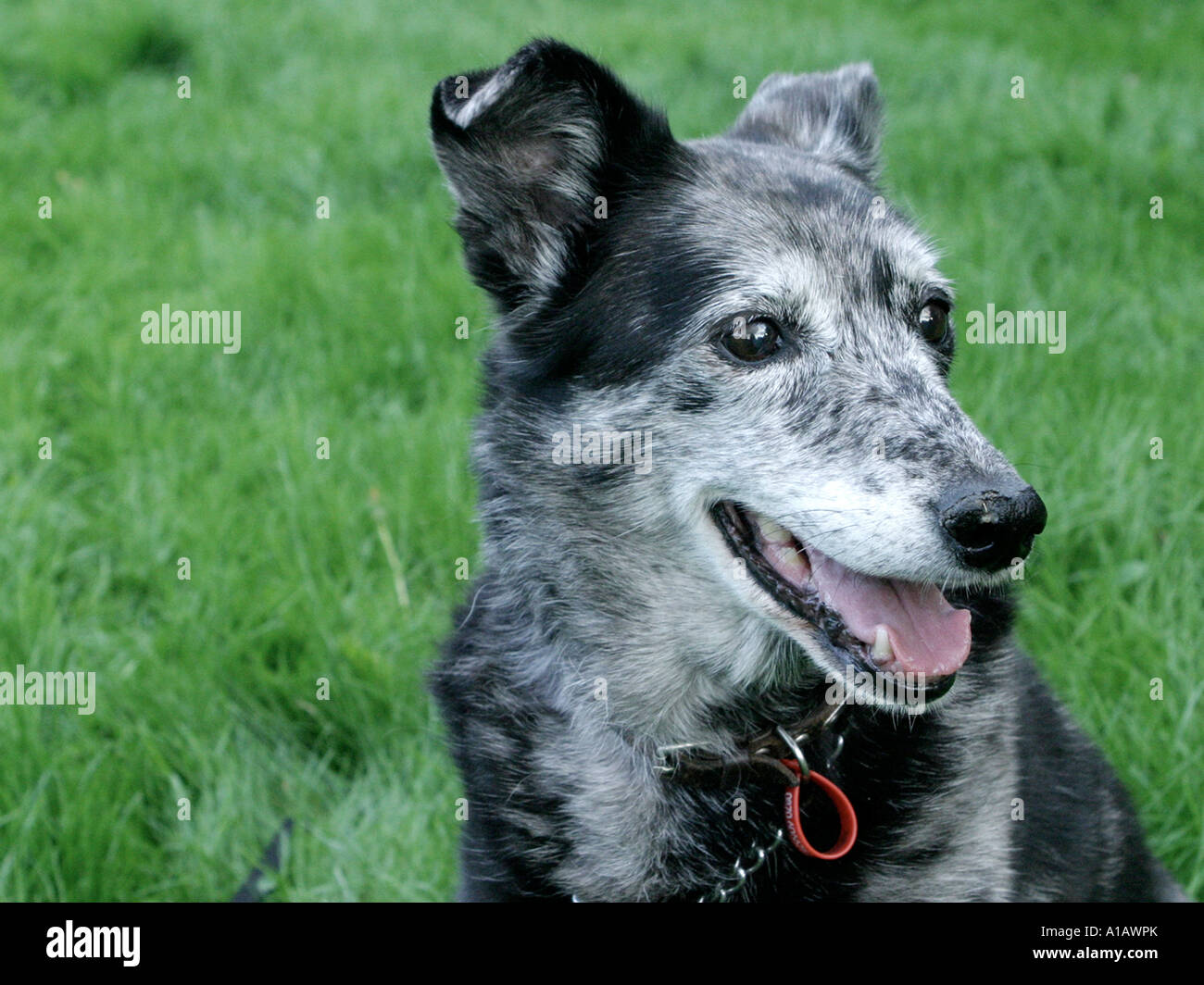 A portrait of an old dog Stock Photo - Alamy