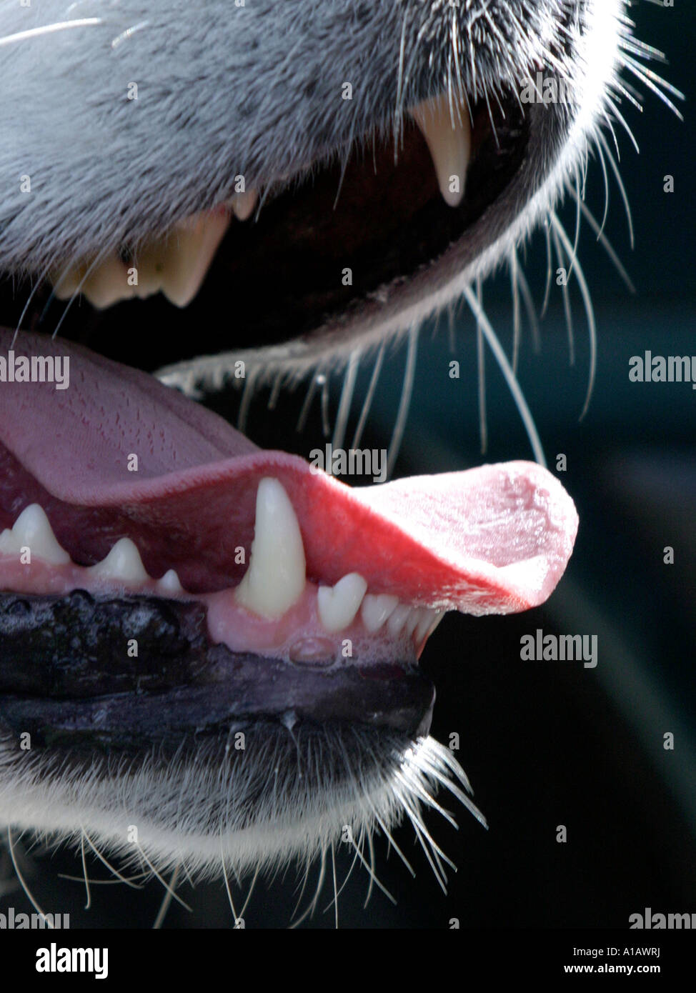 A close up of the mouth of a golden labrador Stock Photo - Alamy