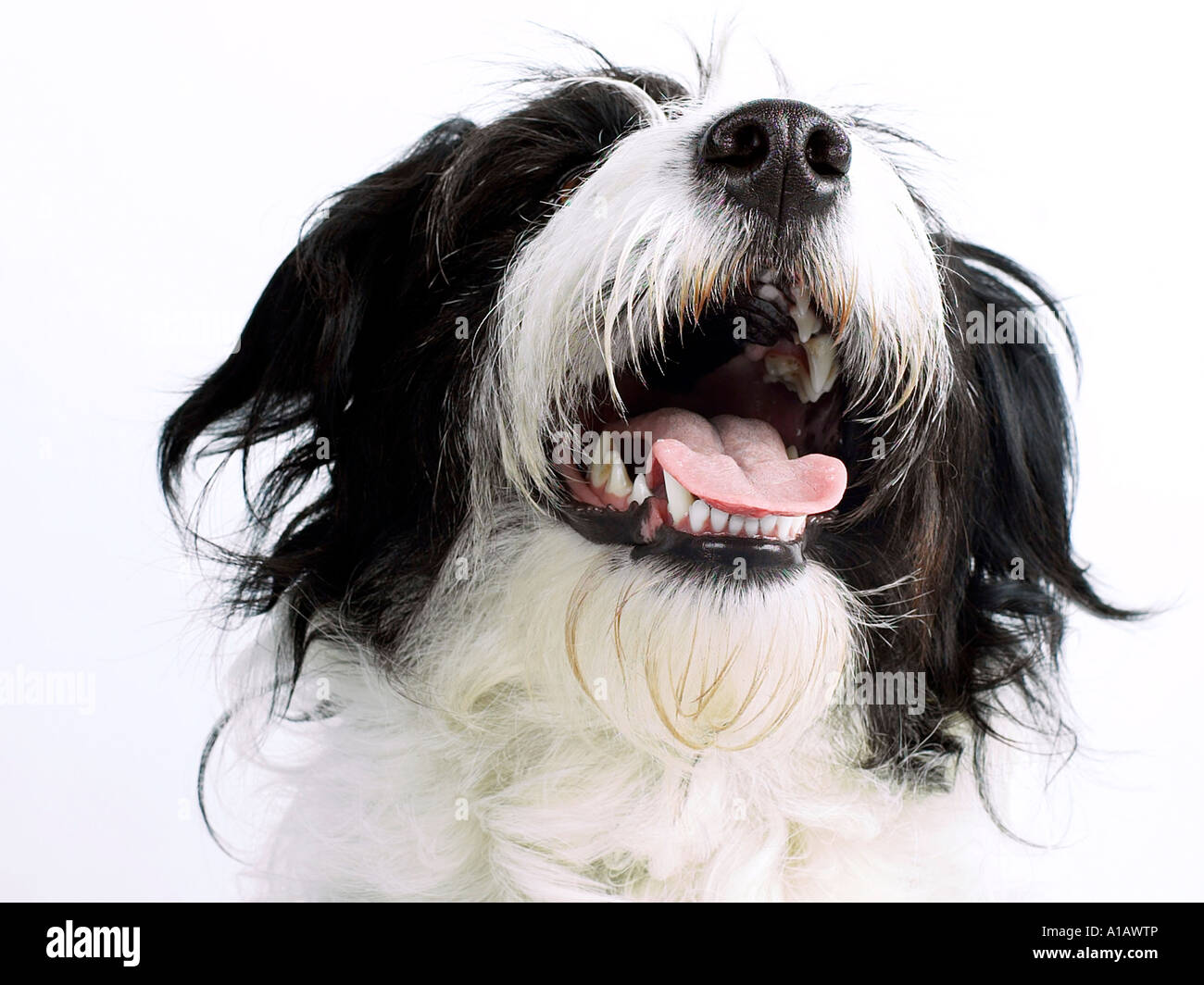 Happy scruffy dog hi-res stock photography and images - Alamy