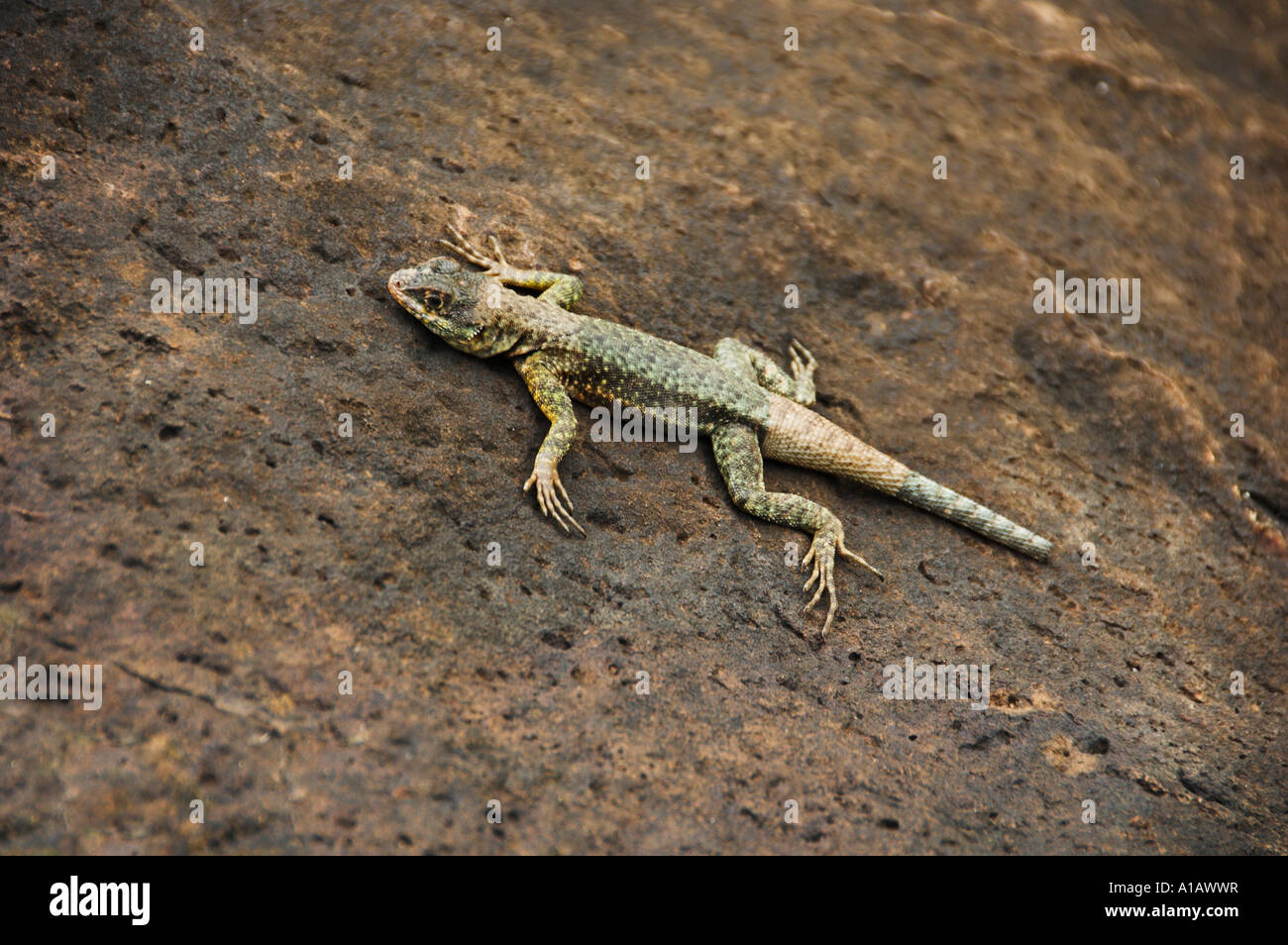Lizard reptile iguassu hi-res stock photography and images - Alamy