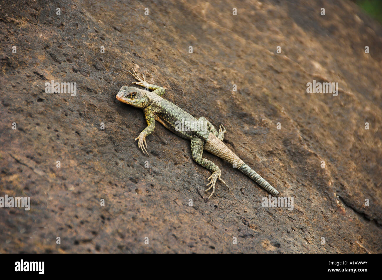 Lizard reptile iguassu hi-res stock photography and images - Alamy
