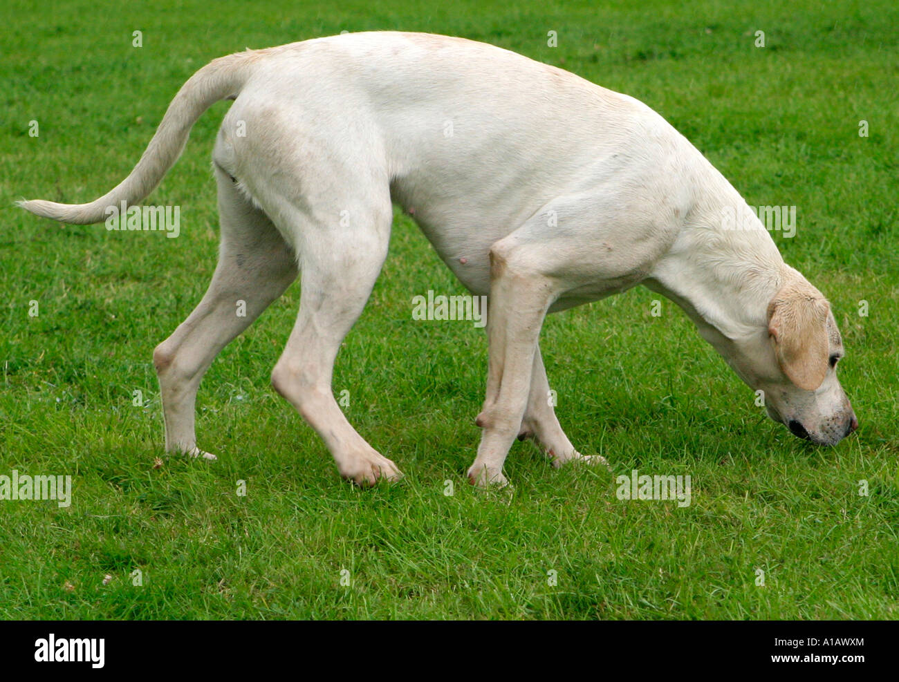A hound sniffing the ground Stock Photo - Alamy