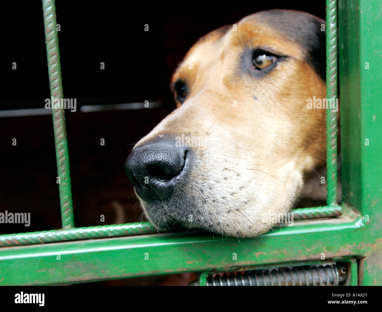 A hound waiting to be let out Stock Photo - Alamy