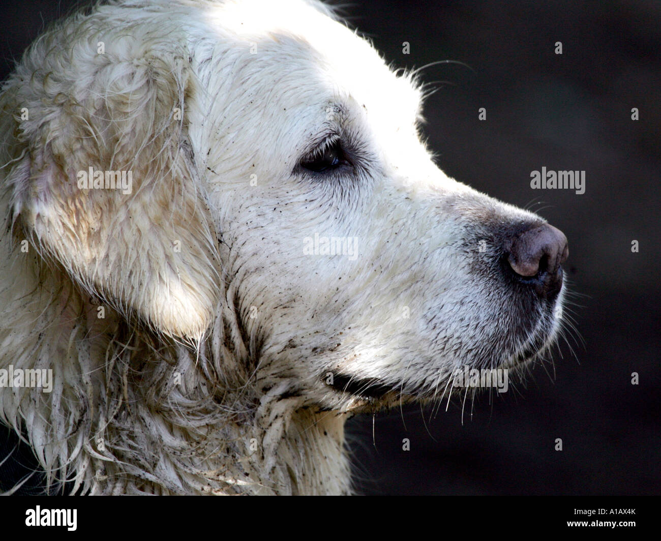 A golden labrador that has got dirty Stock Photo - Alamy