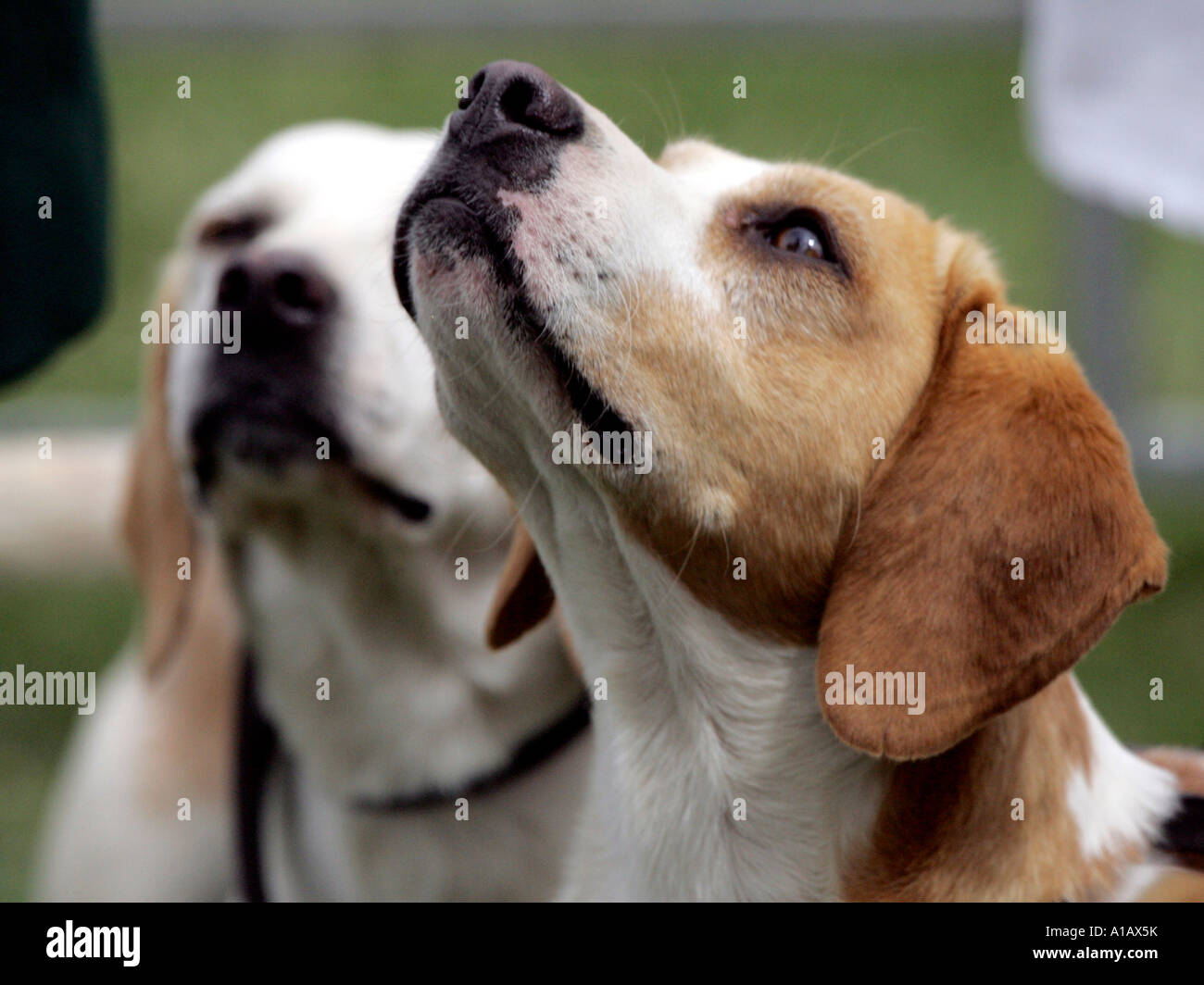 Two hounds looking upwards Stock Photo - Alamy