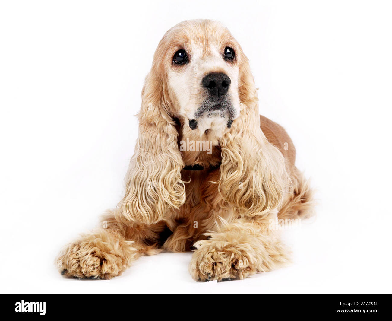 A cocker spanial sitting down Stock Photo - Alamy
