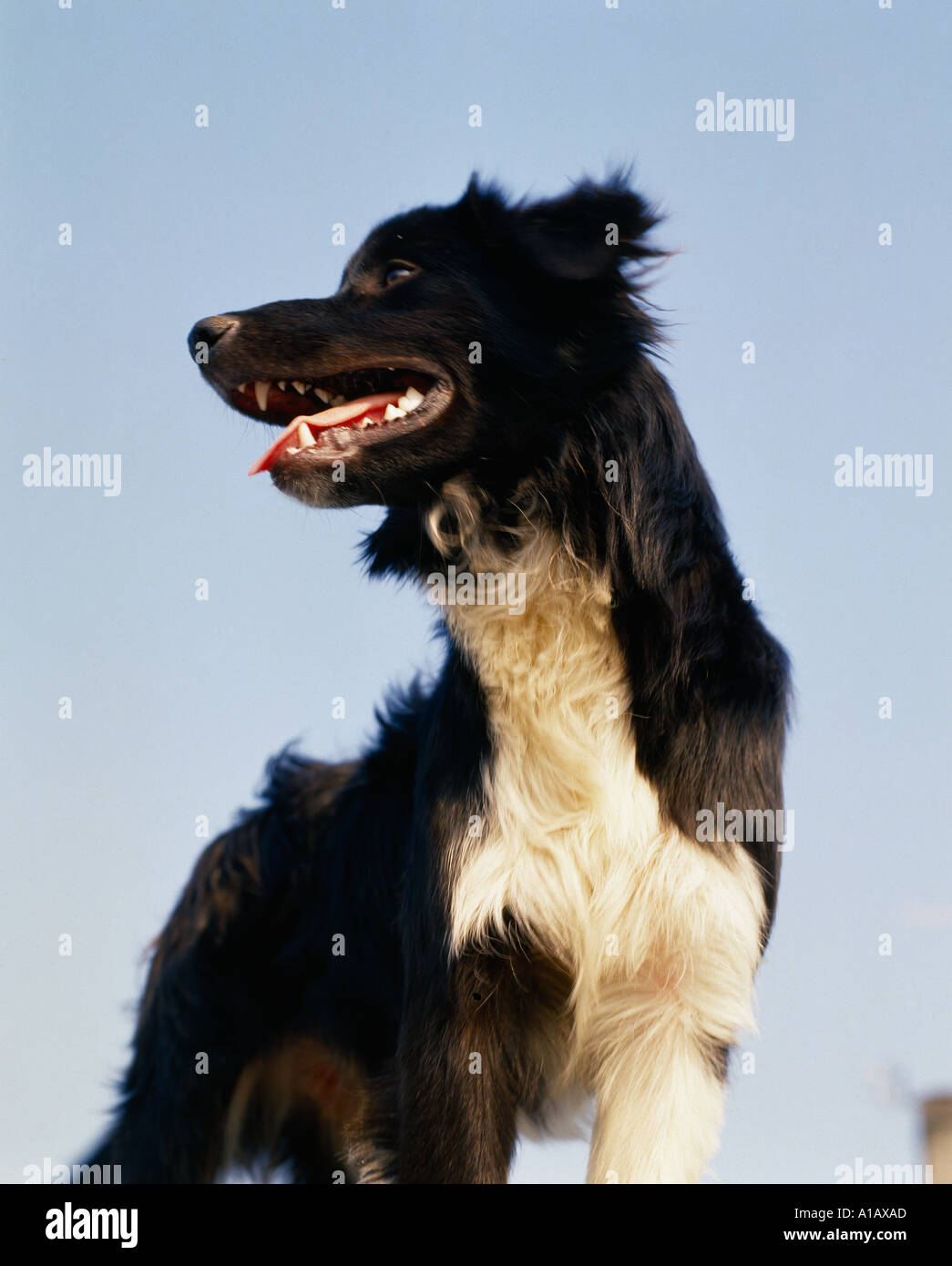 Irish sheep dog hi-res stock photography and images - Alamy