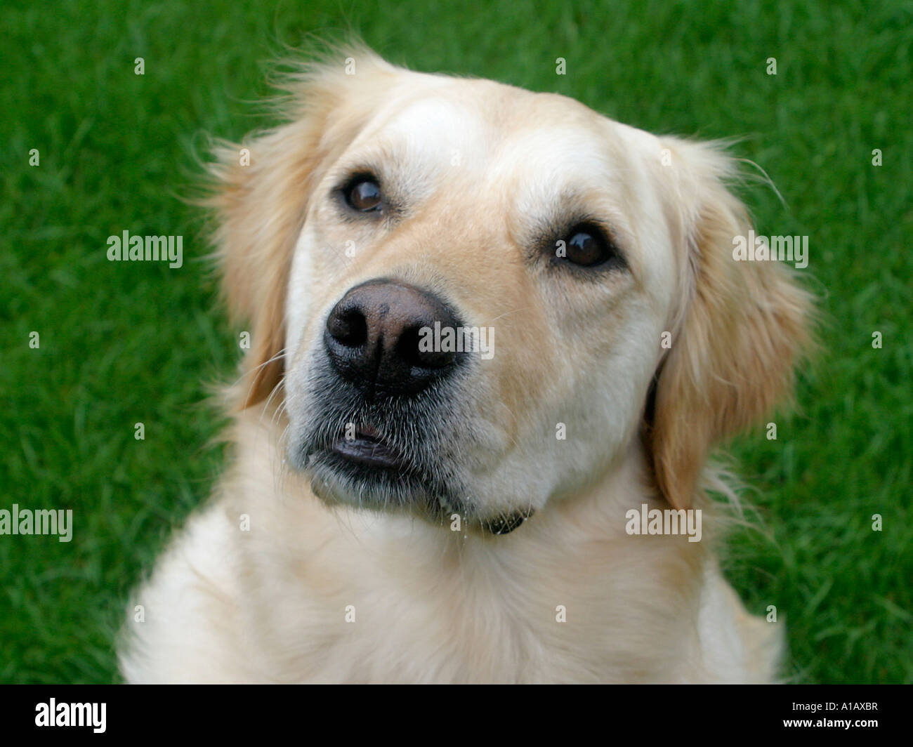 The head of a golden labrador Stock Photo - Alamy