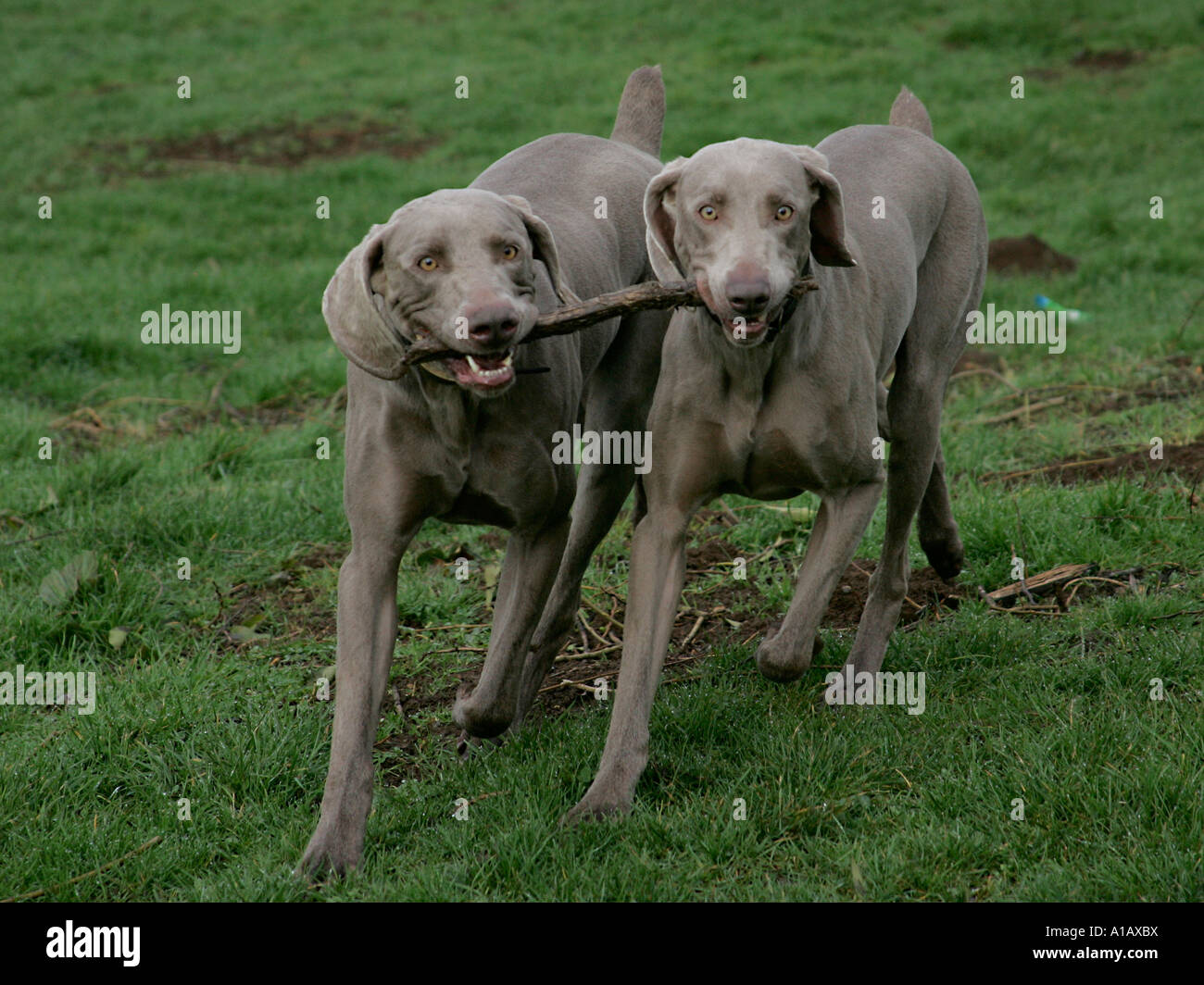 Weimaraners working hi-res stock photography and images - Alamy