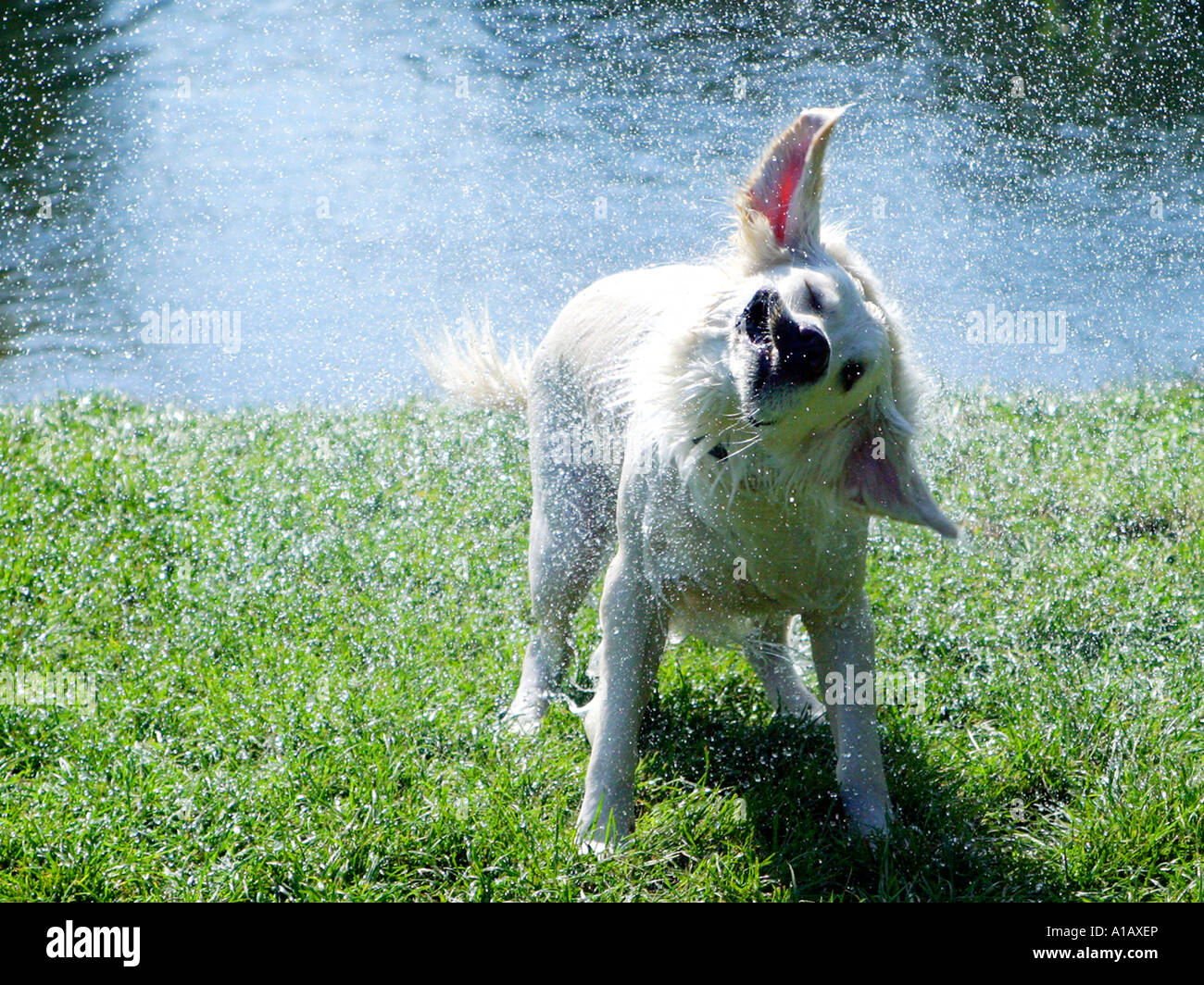 A golden labrador shaking himself dry in the sunshine Stock Photo - Alamy