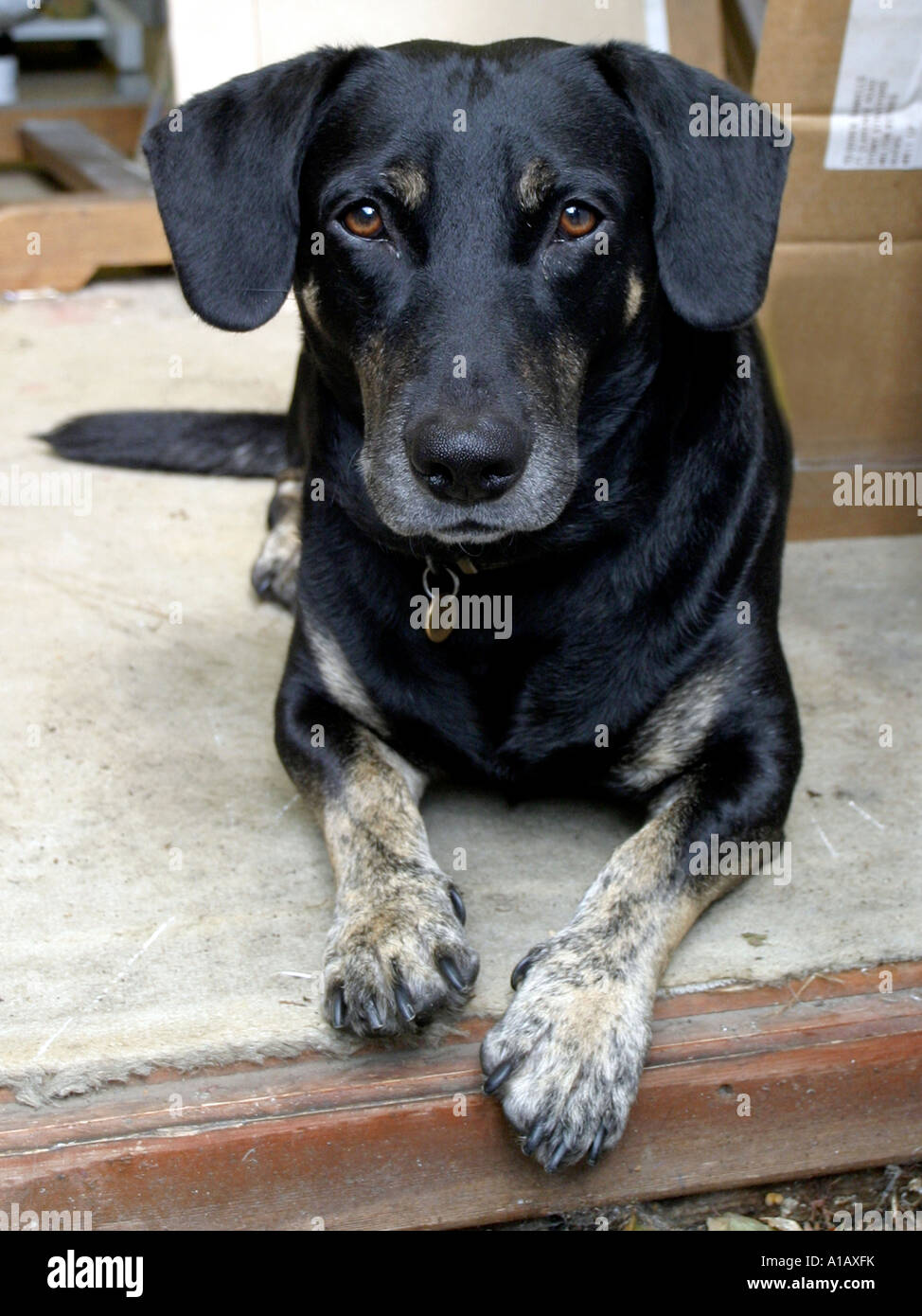 A black mongrel at home Stock Photo - Alamy