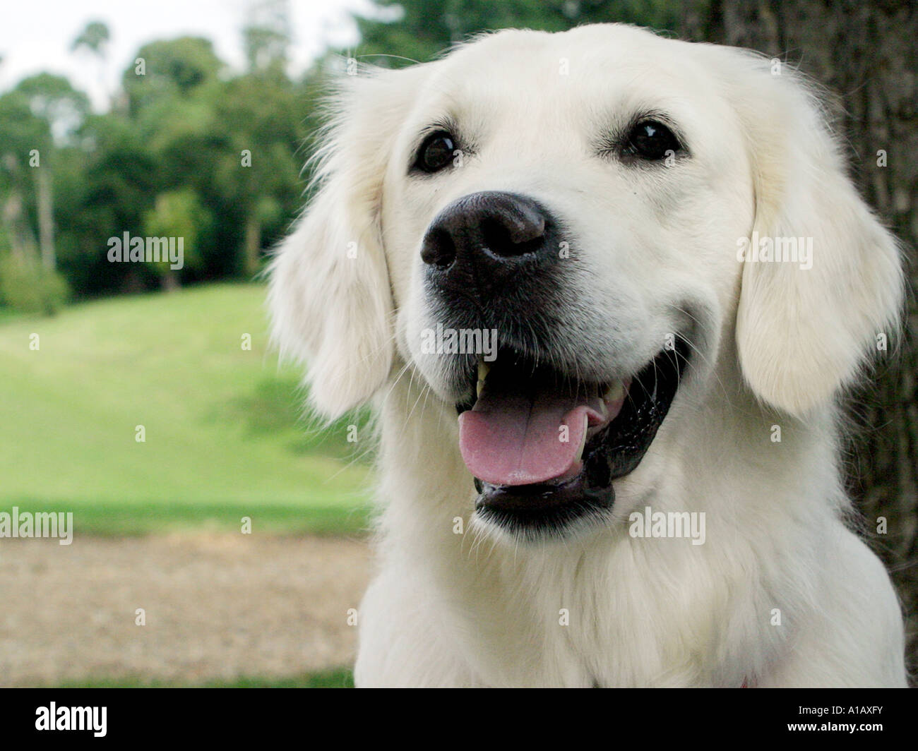 A happy golden labrador Stock Photo - Alamy
