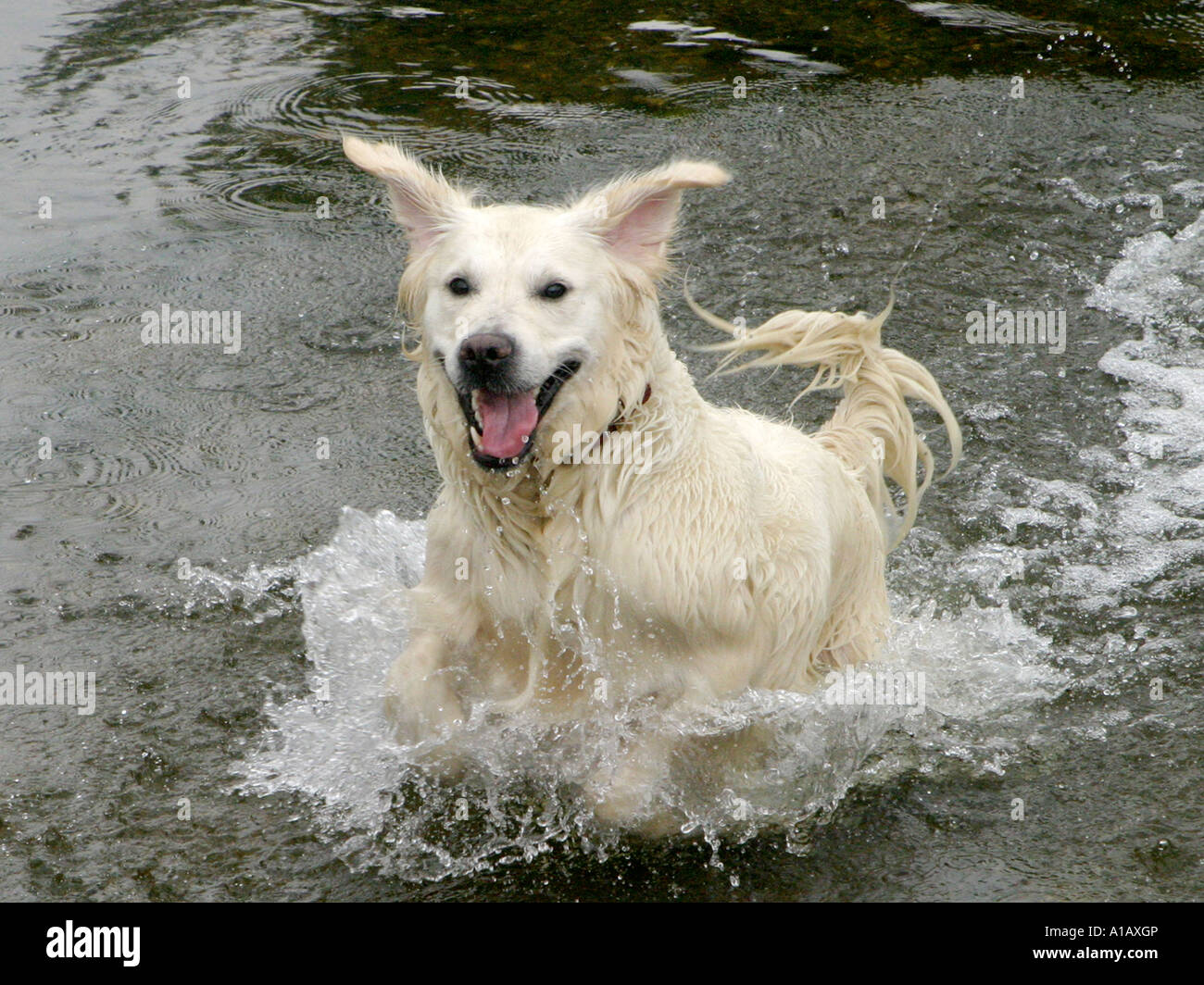Labrador having a swim hi-res stock photography and images - Alamy