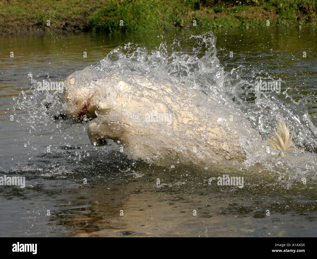 A golden labrador diving through the water to get a stick Stock Photo ...