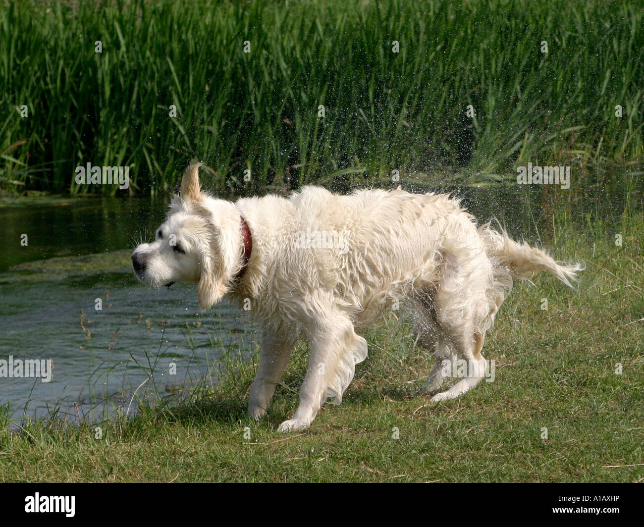 A sideshot of a golden labrador shaking himself dry after a swim Stock ...