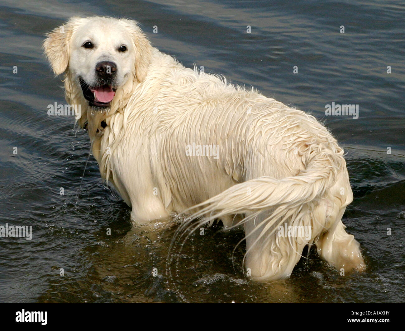 A golden labrador in the water waiting for someone to throw a stick ...