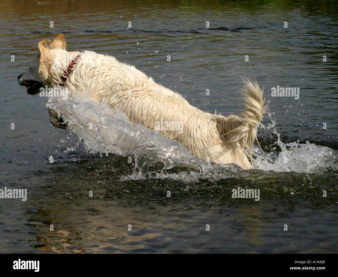 A golden labrador diving through the water to get a stick Stock Photo ...