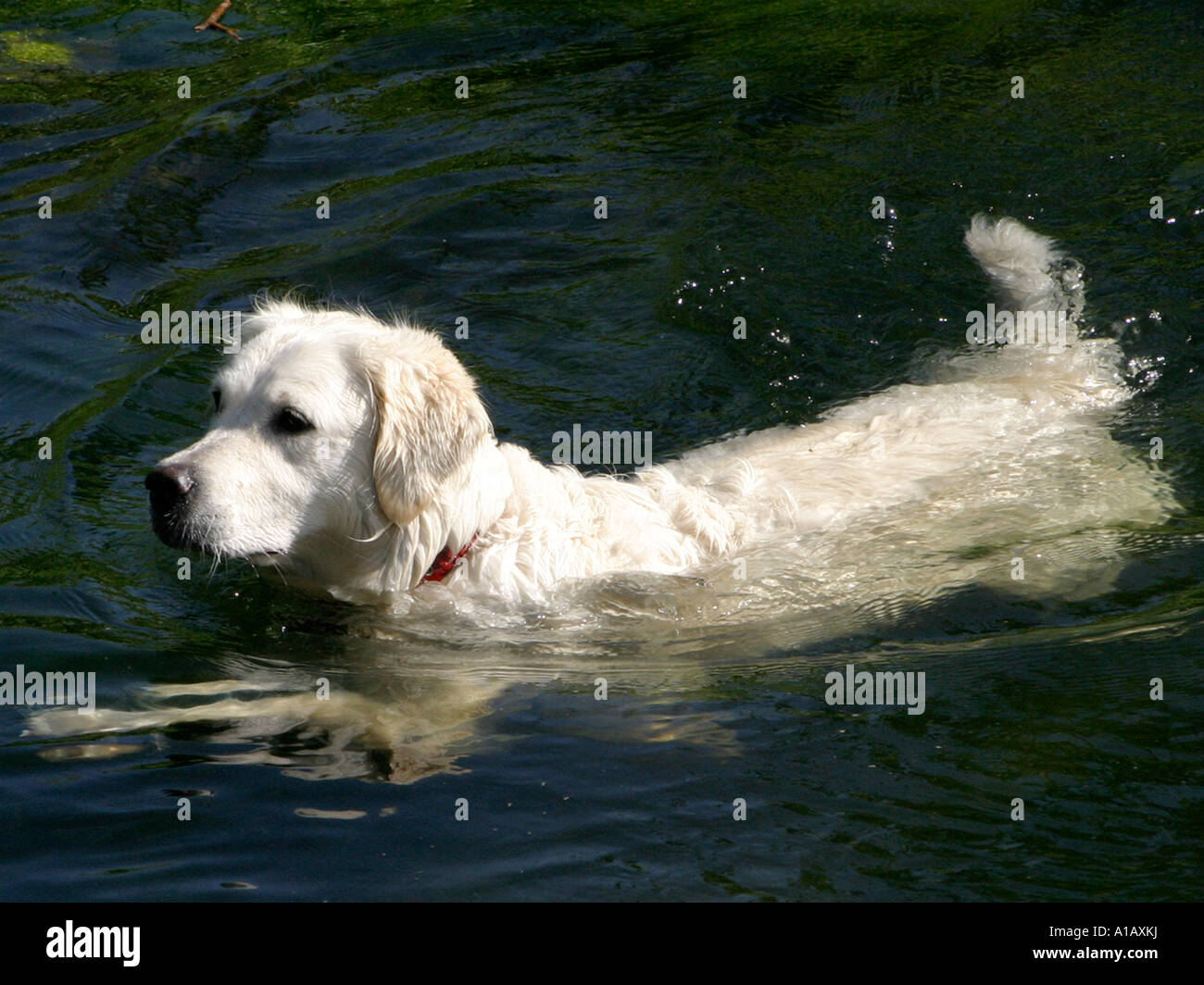Labrador having a swim hi-res stock photography and images - Alamy