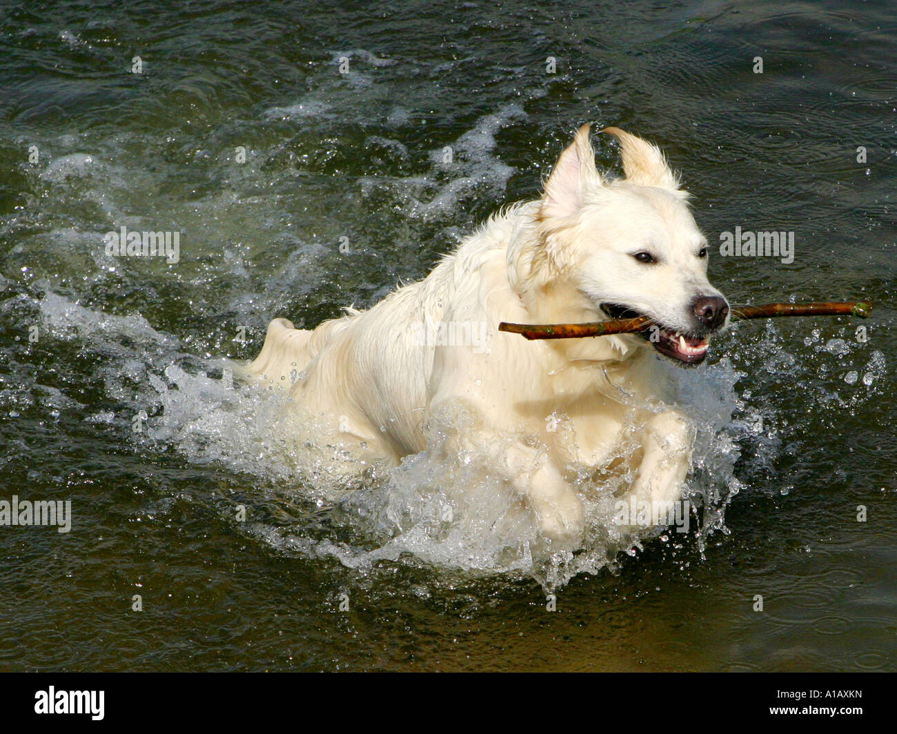 Labrador holding stick hi-res stock photography and images - Alamy