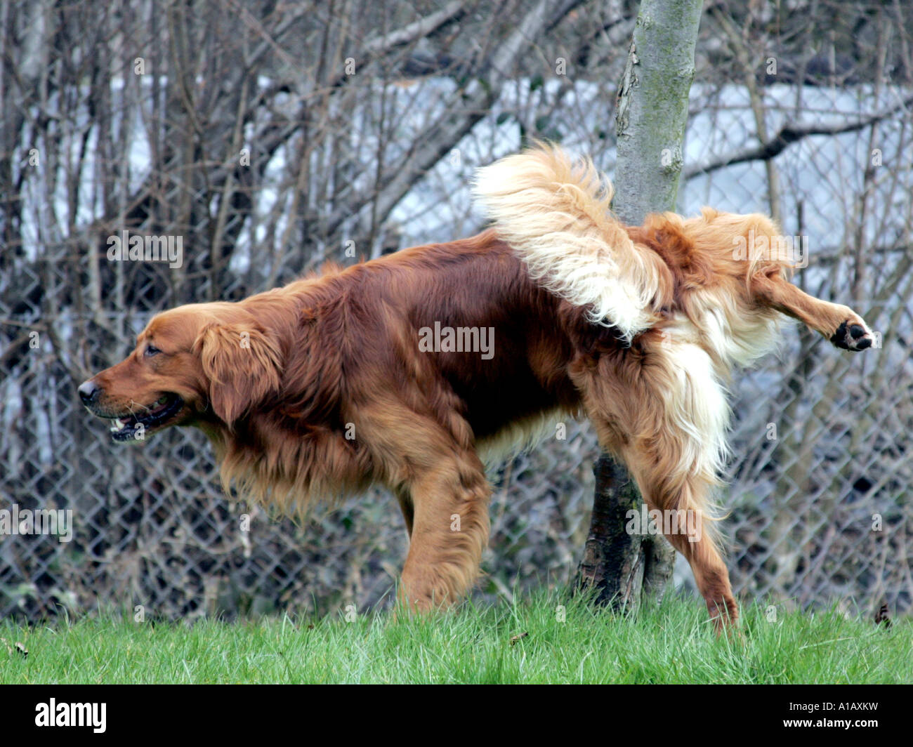 A dog having a wee Stock Photo - Alamy