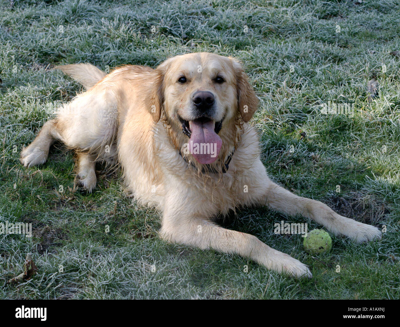 A golden labrador with a tennis ball on frosty grass Stock Photo - Alamy