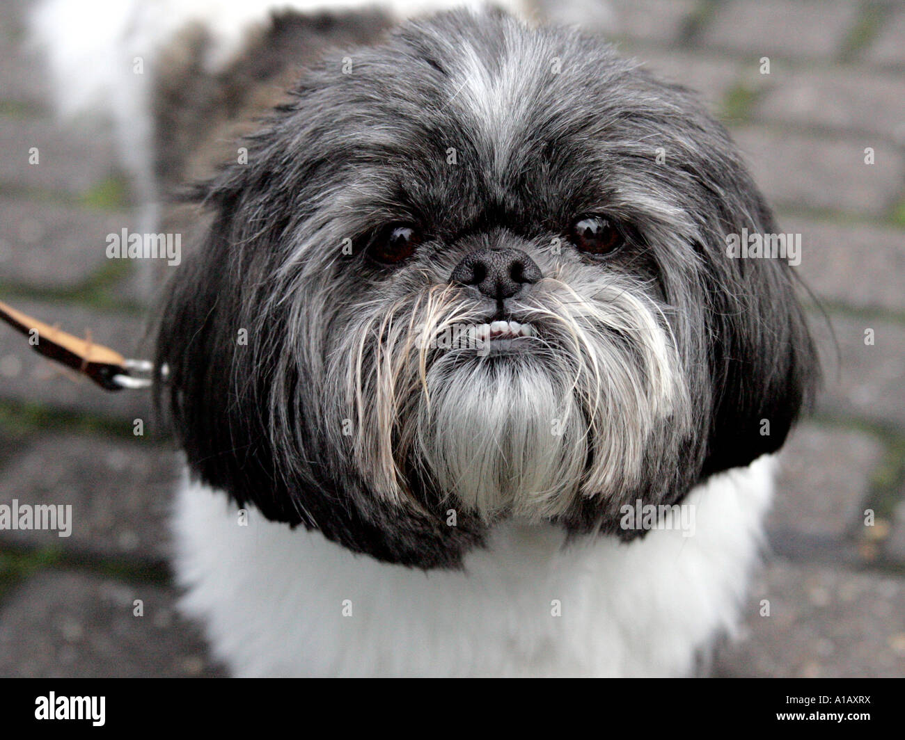 A head shot of a shitzu Stock Photo - Alamy