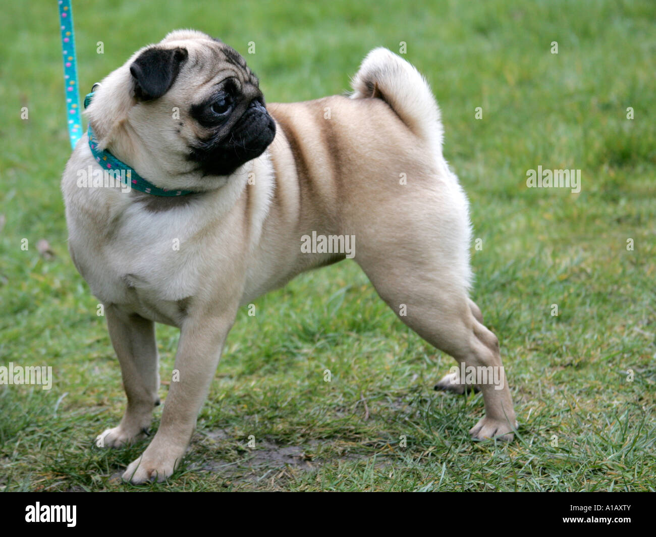 A pug on a lead looking behind Stock Photo - Alamy