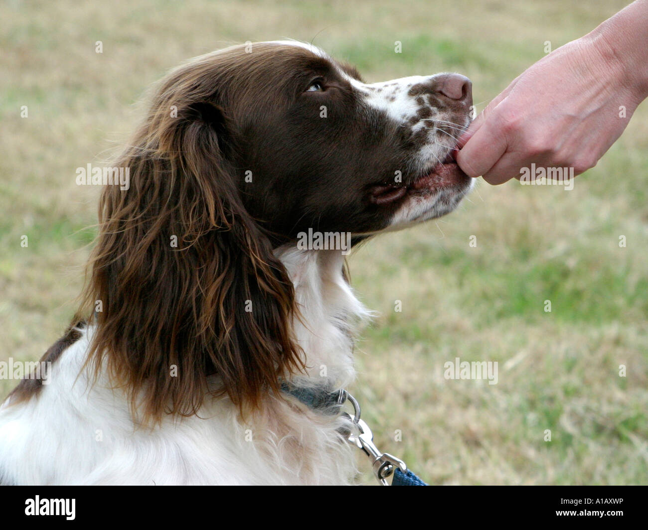 A springer spaniel being fed Stock Photo - Alamy