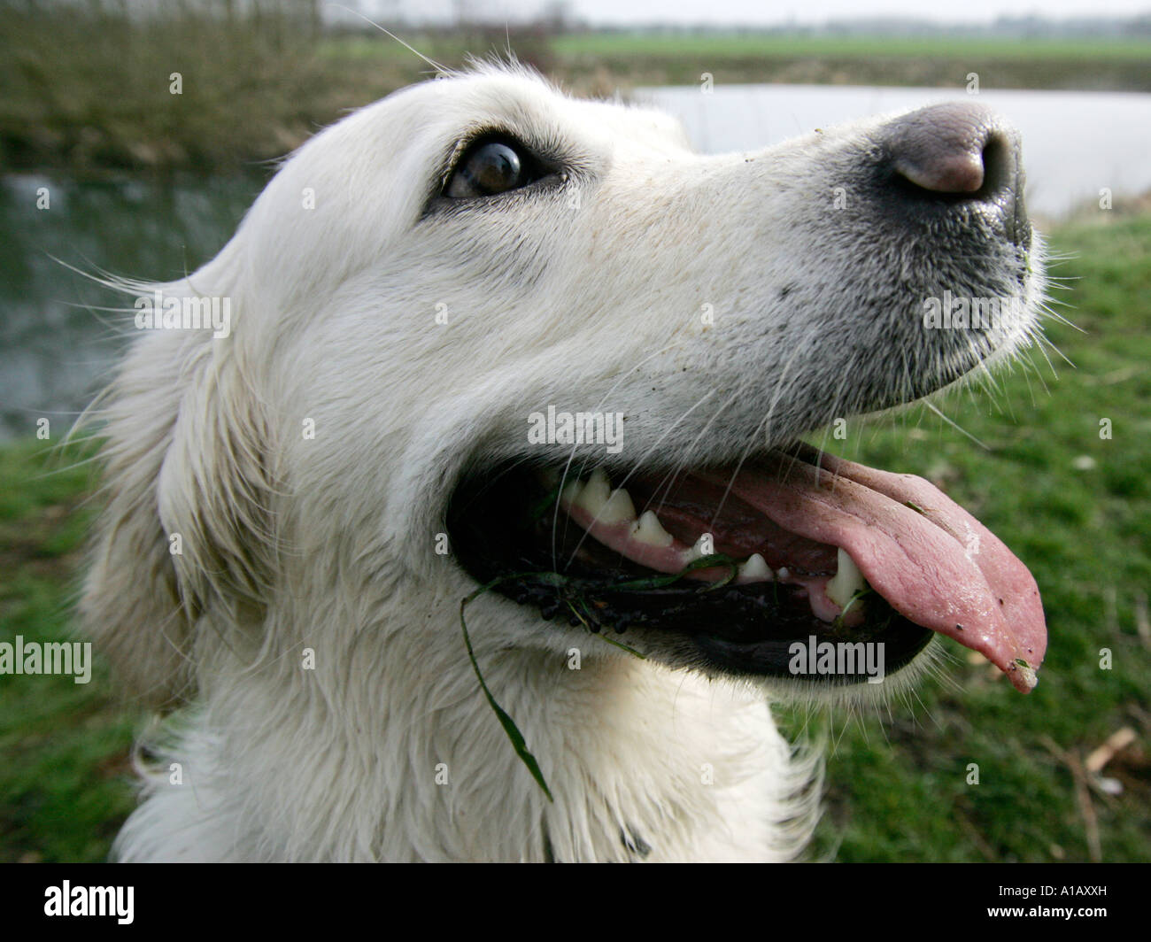 Golden labrador head Stock Photo - Alamy