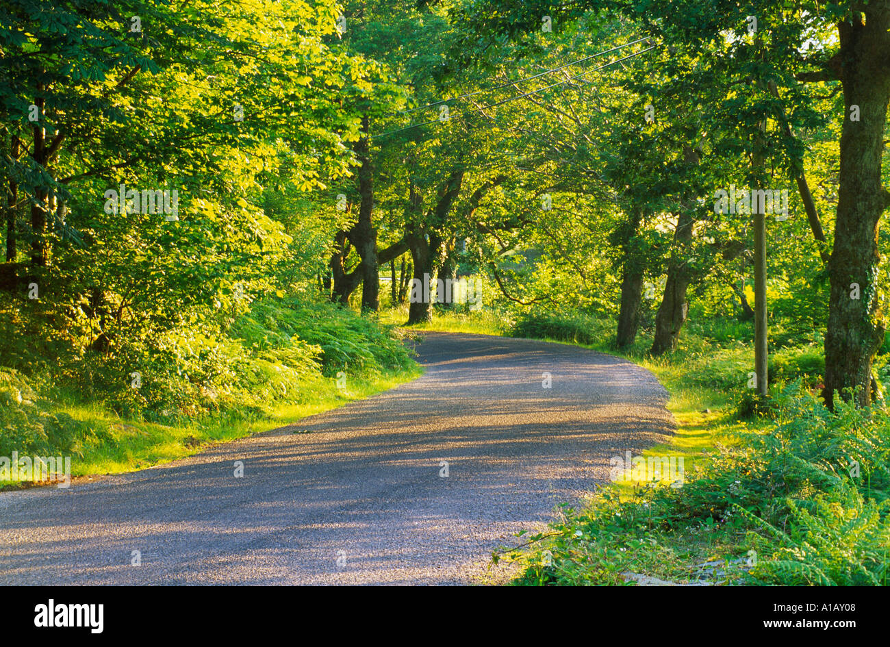 sun shining through trees which line a country lane, curved country ...