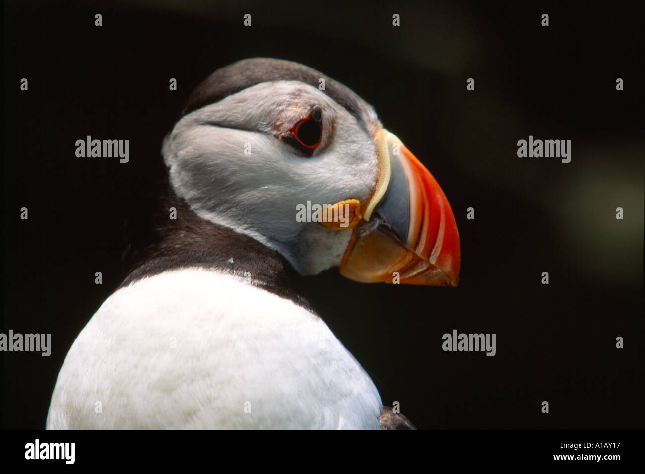 atlantic puffin puffins sits on cliff edge with head turned sideways on ...