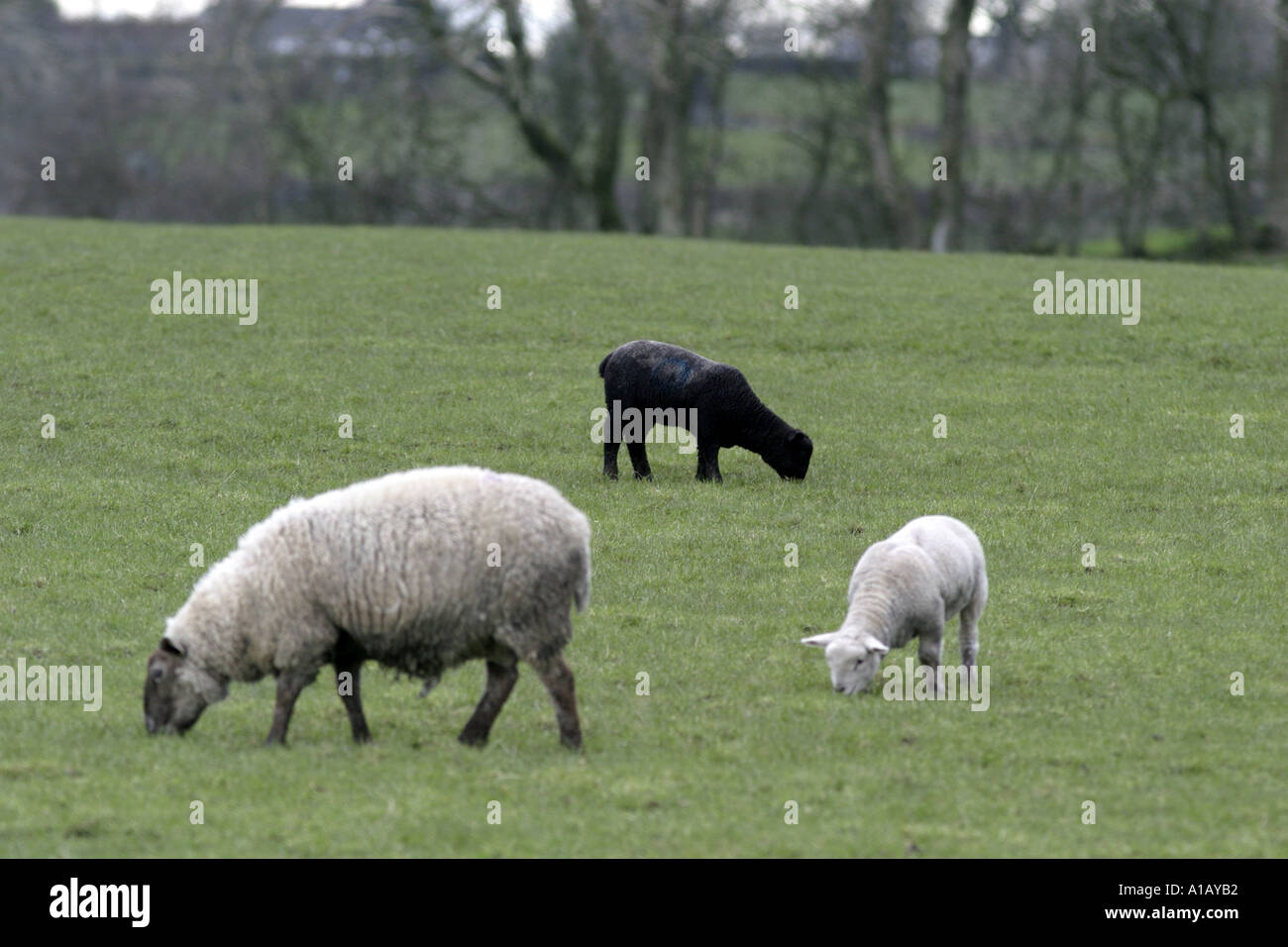 Templepatrick hi-res stock photography and images - Alamy
