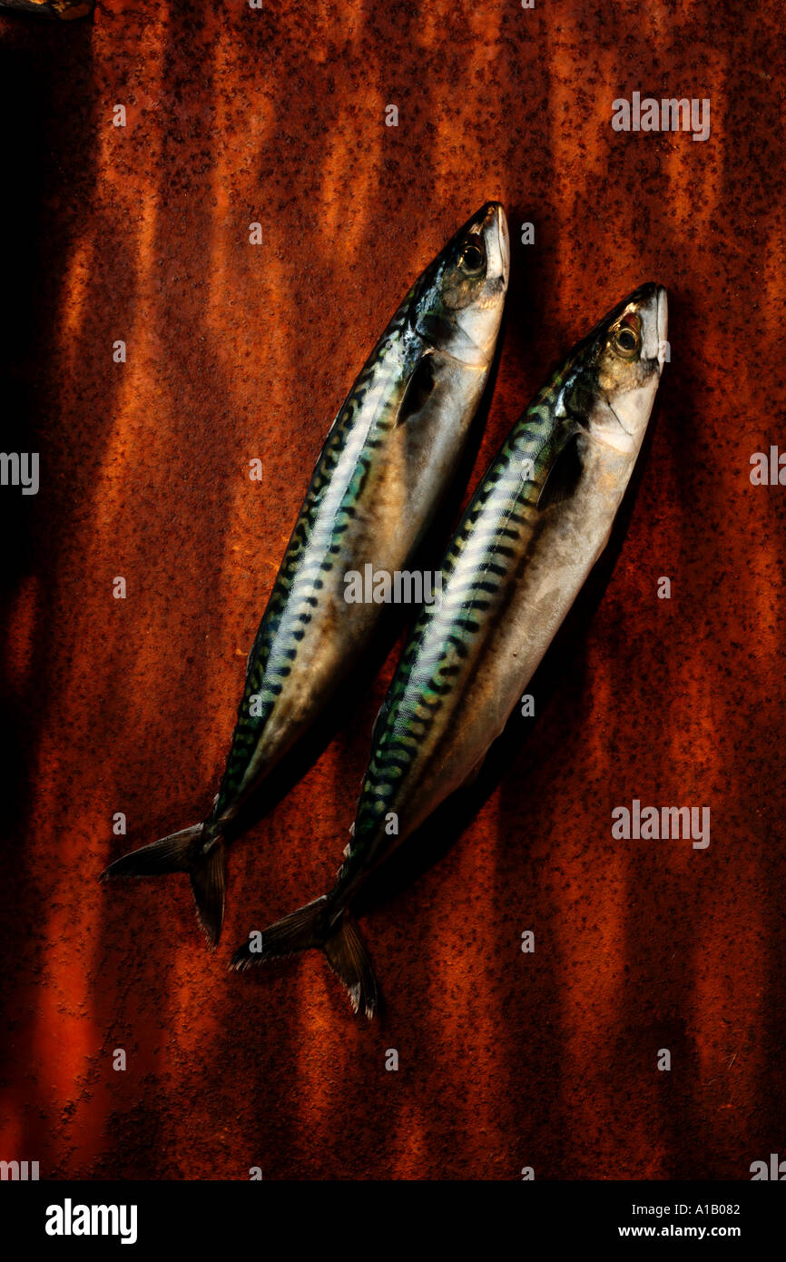 Two mackerel fish hi-res stock photography and images - Alamy