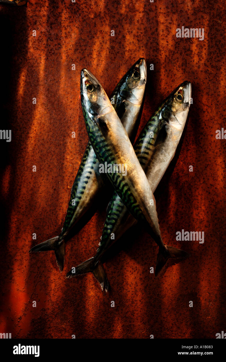 three mackerel fish Stock Photo - Alamy