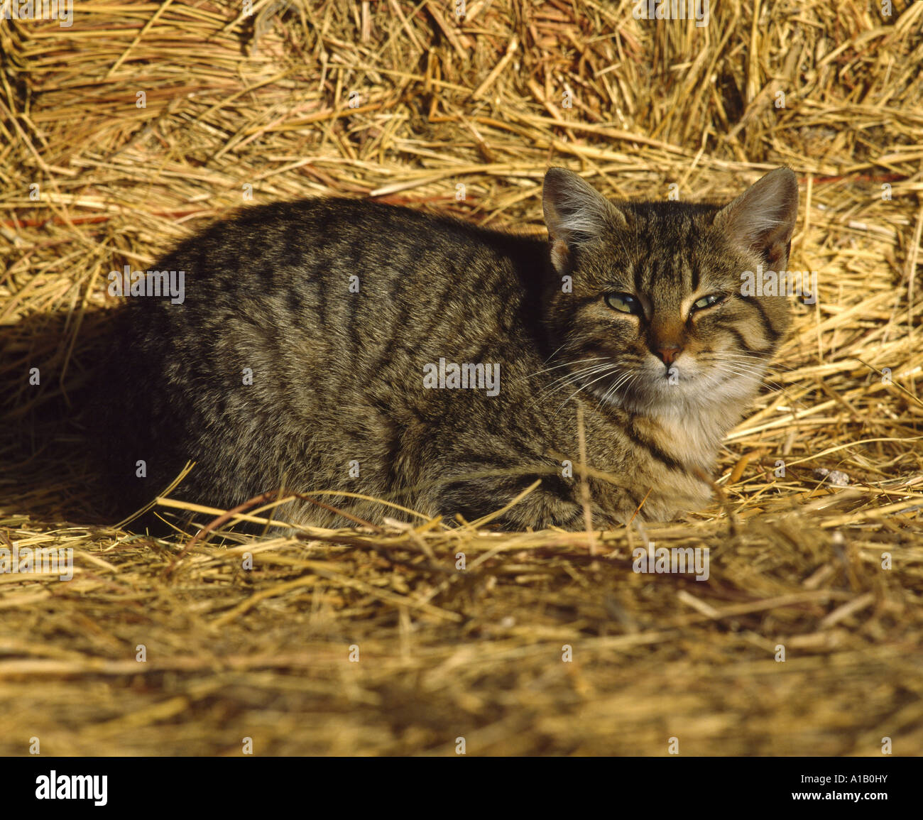 FARM CAT / NEBRASKA Stock Photo - Alamy