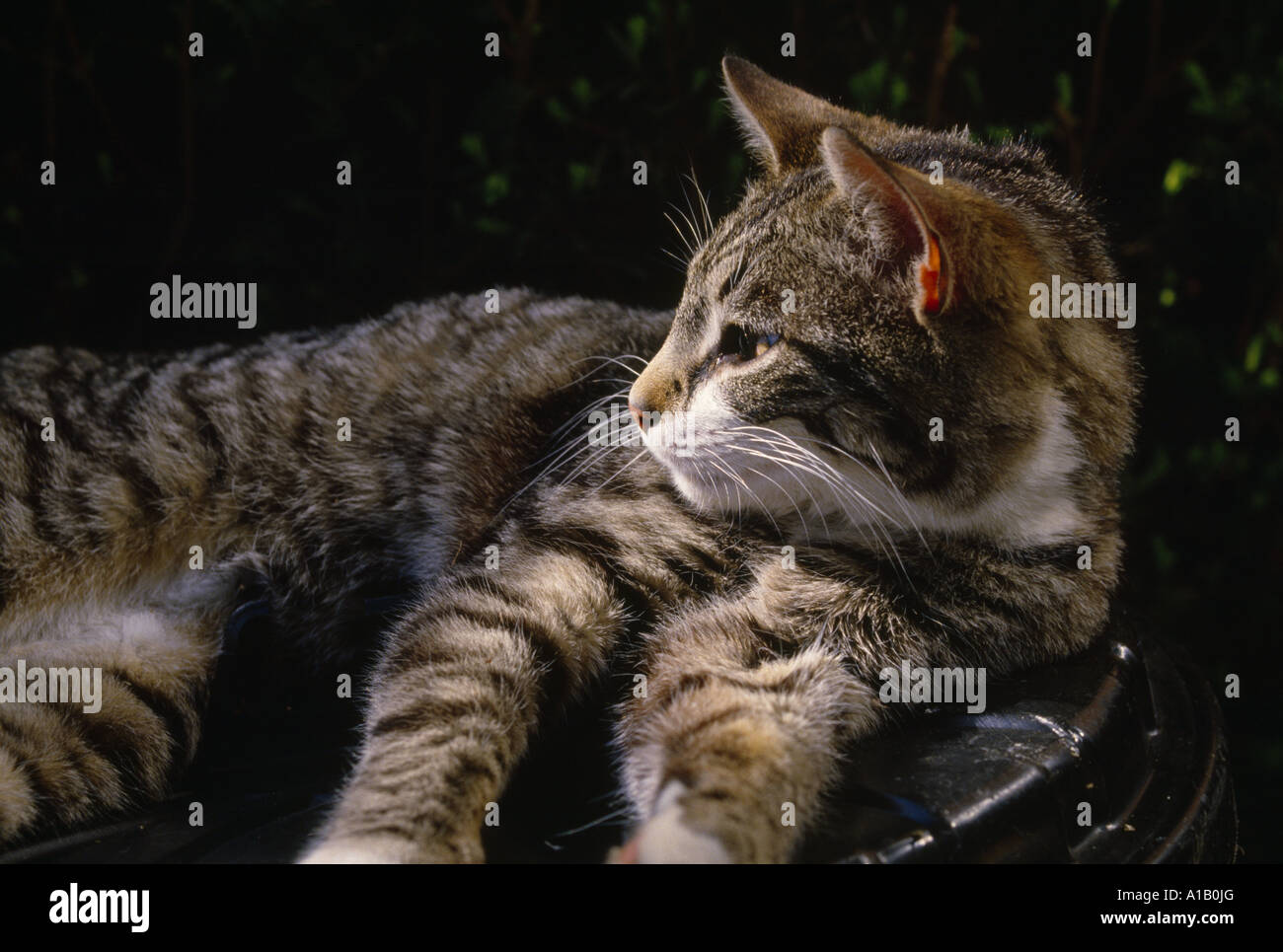 GRAY TIGER HOUSE CAT Stock Photo - Alamy