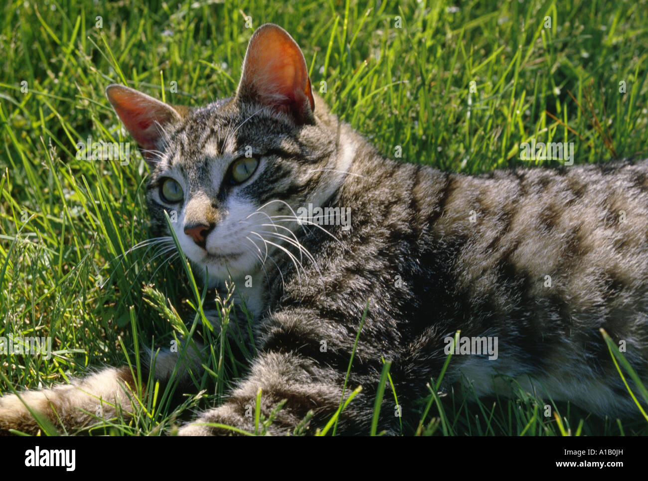 GRAY TABBY HOUSE CAT / STUDIO Stock Photo - Alamy