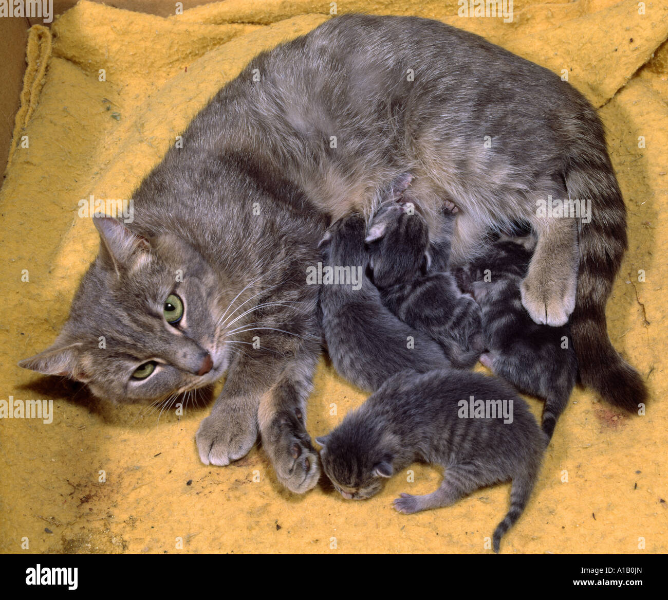 Three kittens feeding hi-res stock photography and images - Alamy