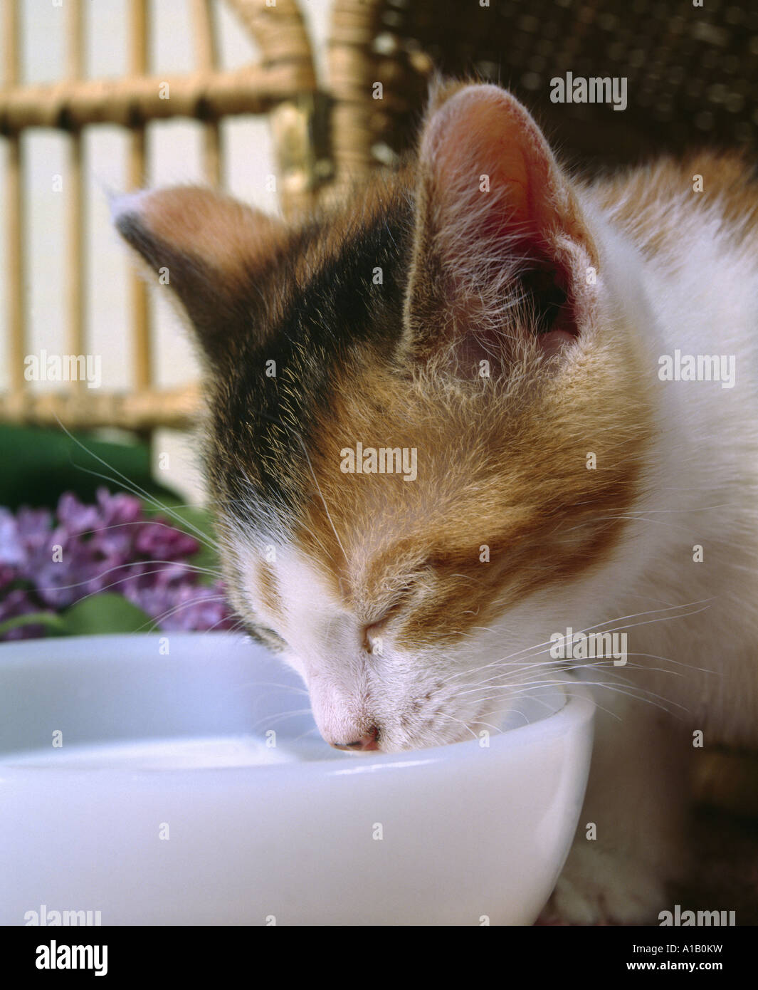 Black cat drinking milk hi-res stock photography and images - Alamy