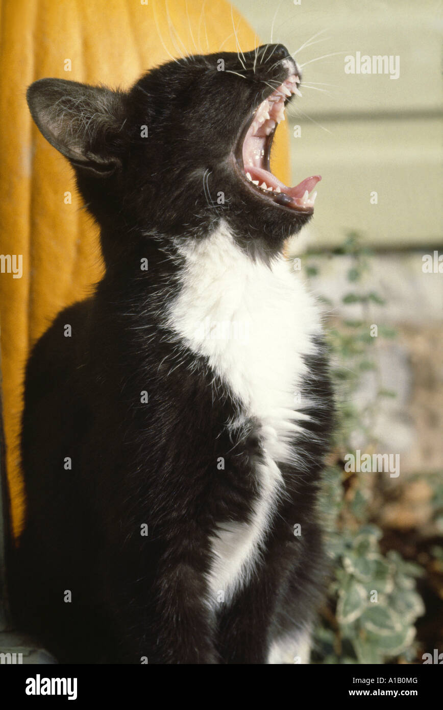 FARM CAT / STUDIO Stock Photo - Alamy